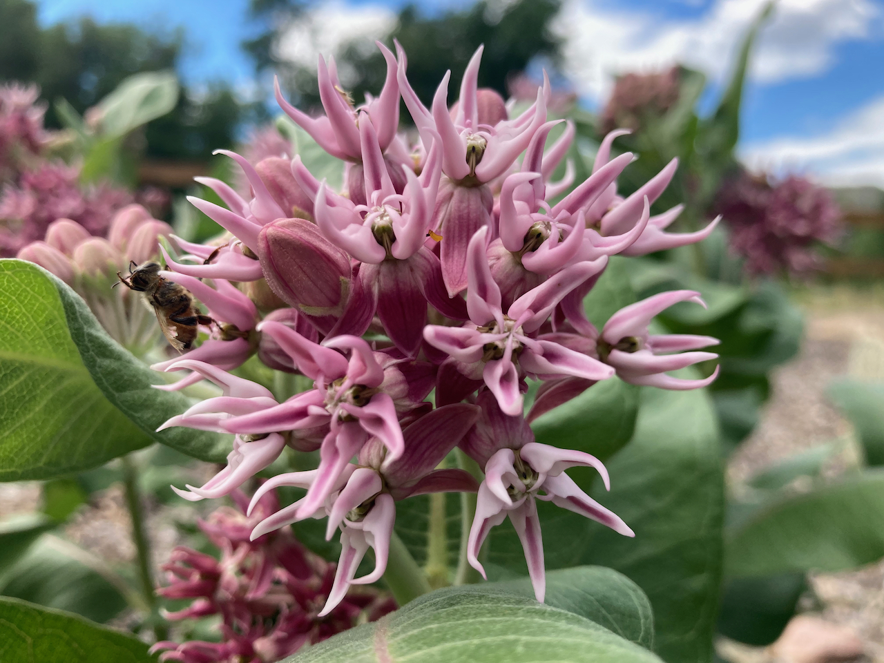 Visit – Rocky Mountain Botanic Gardens